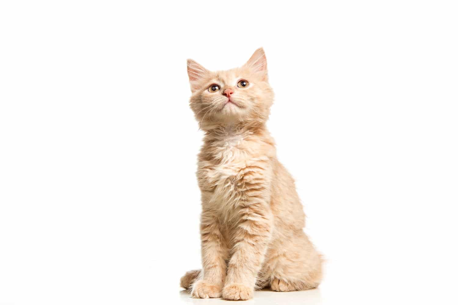 Les 10 chatons les plus mignons du monde